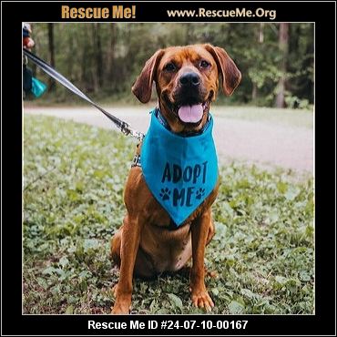 - Alabama Redbone Coonhound Rescue - ADOPTIONS - Rescue Me!