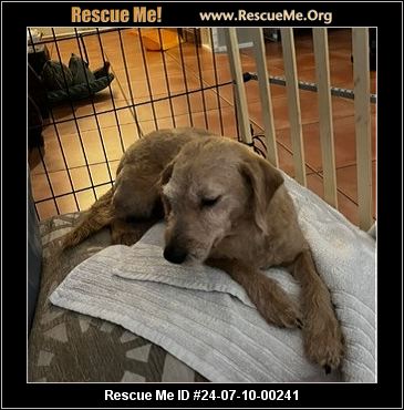 - Florida Dog Rescue - ADOPTIONS - Rescue Me!