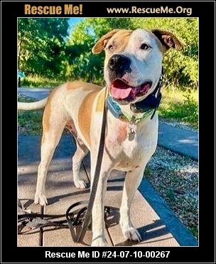 - Florida Dog Rescue - ADOPTIONS - Rescue Me!