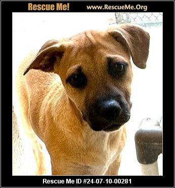 - Florida Dog Rescue - ADOPTIONS - Rescue Me!