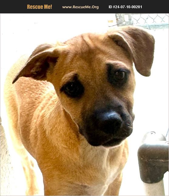 ADOPT 24071000281 ~ Black Mouth Cur Rescue ~ Fort Myers, FL