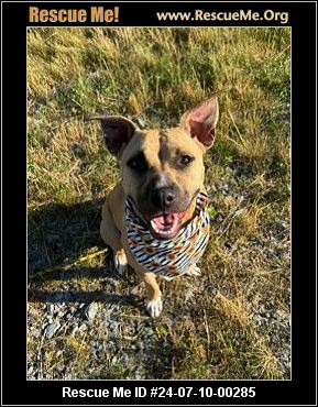 - New York Dog Rescue - ADOPTIONS - Rescue Me!