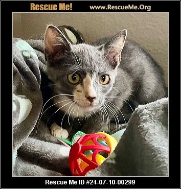 - Florida Cat Rescue - ADOPTIONS - Rescue Me!