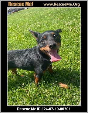 - California Miniature Pinscher Rescue - ADOPTIONS - Rescue Me!
