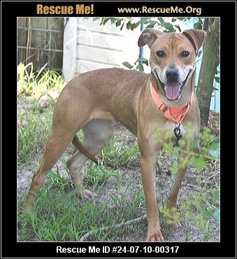 - Florida Dog Rescue - ADOPTIONS - Rescue Me!