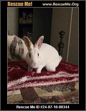 - Georgia Rabbit Rescue - ADOPTIONS - Rescue Me!