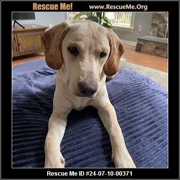 - Virginia Dog Rescue - ADOPTIONS - Rescue Me!