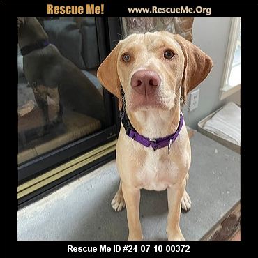 - Virginia Dog Rescue - ADOPTIONS - Rescue Me!