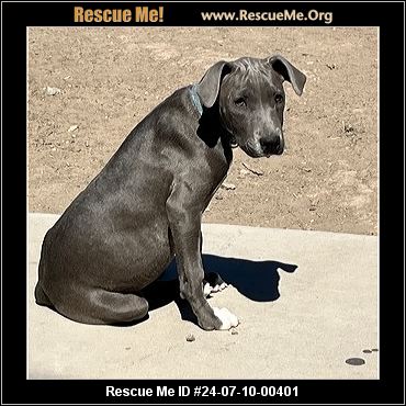 - Nevada Dog Rescue - ADOPTIONS - Rescue Me!