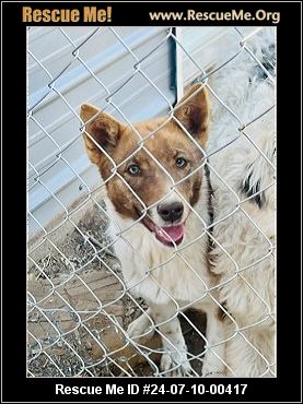 - Oklahoma Dog Rescue - ADOPTIONS - Rescue Me!