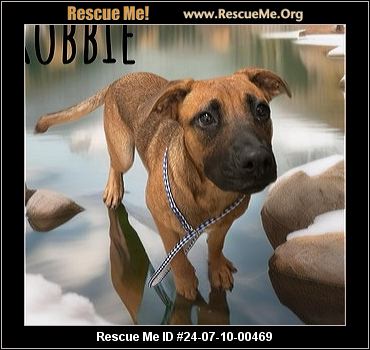 - Florida Black Mouth Cur Rescue - ADOPTIONS - Rescue Me!