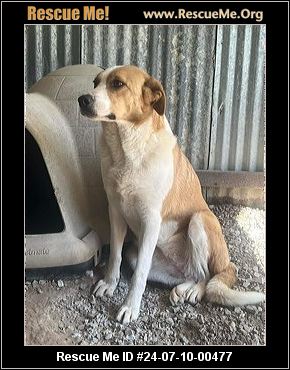 - Oklahoma Dog Rescue - ADOPTIONS - Rescue Me!