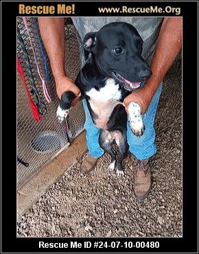 - Oklahoma Dog Rescue - ADOPTIONS - Rescue Me!
