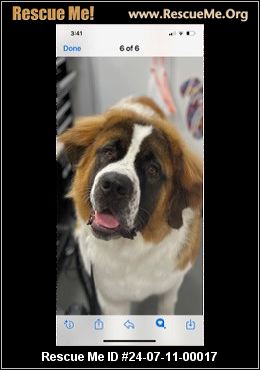 - Texas Saint Bernard Rescue - ADOPTIONS - Rescue Me!
