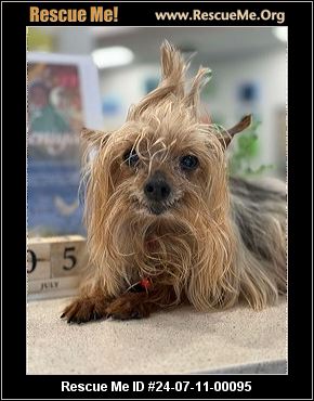 - Florida Yorkie Rescue - ADOPTIONS - Rescue Me!