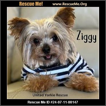 - Texas Yorkie Rescue - ADOPTIONS - Rescue Me!