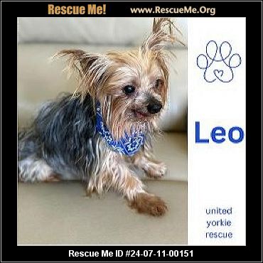 - Texas Yorkie Rescue - ADOPTIONS - Rescue Me!