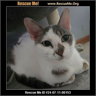 - Wisconsin Cat Rescue - ADOPTIONS - Rescue Me!