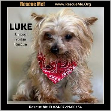 - Texas Yorkie Rescue - ADOPTIONS - Rescue Me!