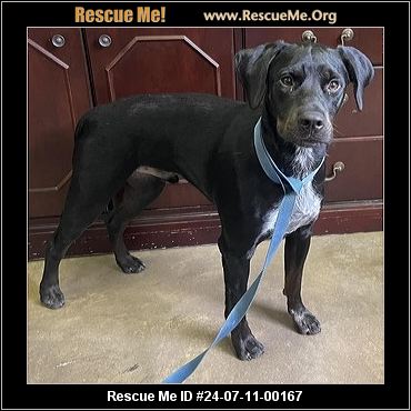 - Alabama Dog Rescue - ADOPTIONS - Rescue Me!