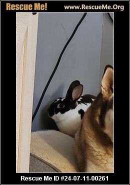 - Illinois Rabbit Rescue - ADOPTIONS - Rescue Me!