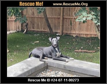 - New York Corgi Rescue - ADOPTIONS - Rescue Me!