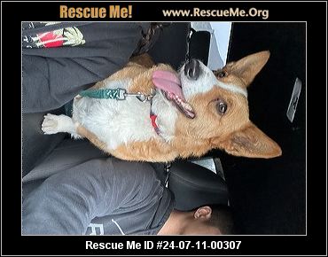 - California Corgi Rescue - ADOPTIONS - Rescue Me!