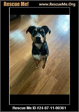 - Missouri Dog Rescue - ADOPTIONS - Rescue Me!