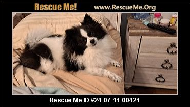- Michigan Pomeranian Rescue - ADOPTIONS - Rescue Me!