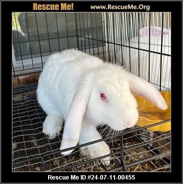 - Texas Rabbit Rescue - ADOPTIONS - Rescue Me!