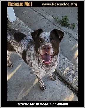 - Utah Dog Rescue - ADOPTIONS - Rescue Me!