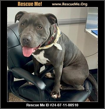 - California American Bulldog Rescue - ADOPTIONS - Rescue Me!