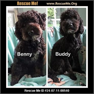 - Indiana Golden Retriever Rescue - ADOPTIONS - Rescue Me!