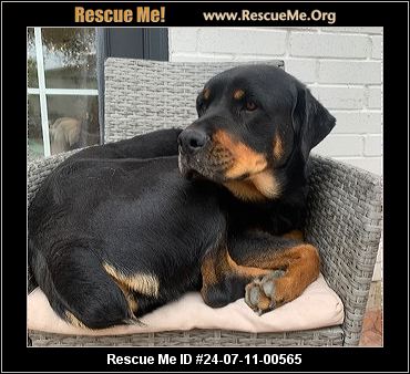 - Texas Rottweiler Rescue - ADOPTIONS - Rescue Me!