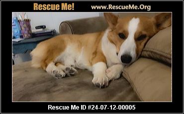 - Arizona Corgi Rescue - ADOPTIONS - Rescue Me!