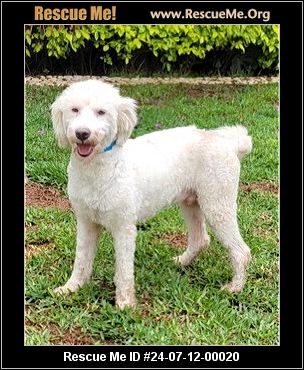 - California Poodle Rescue - ADOPTIONS - Rescue Me!