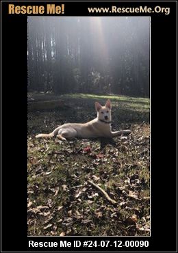 - Georgia German Shepherd Rescue - ADOPTIONS - Rescue Me!