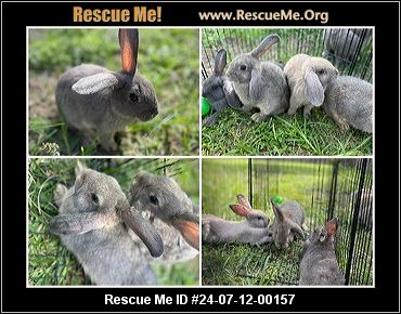 - Texas Rabbit Rescue - ADOPTIONS - Rescue Me!