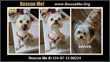 - Oregon Yorkie Rescue - ADOPTIONS - Rescue Me!