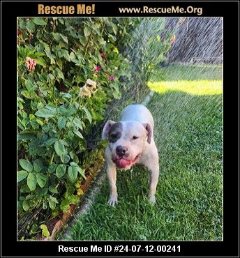 - California Pit Bull Rescue - ADOPTIONS - Rescue Me!