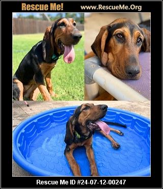 - Texas Bloodhound Rescue - ADOPTIONS - Rescue Me!