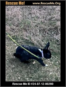 - Illinois Rabbit Rescue - ADOPTIONS - Rescue Me!