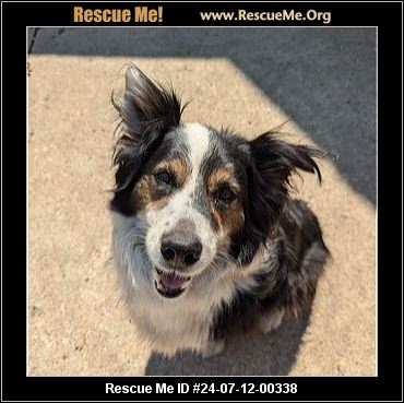 - Minnesota Dog Rescue - ADOPTIONS - Rescue Me!