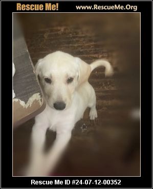 - Virginia Dog Rescue - ADOPTIONS - Rescue Me!