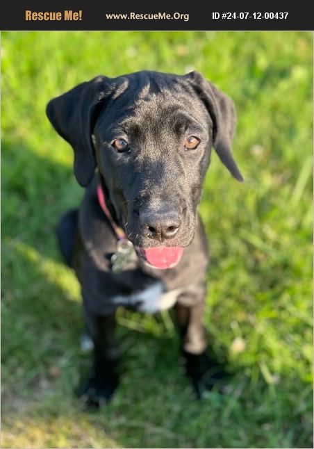 ADOPT 24071200437 ~ Lab Rescue ~ Colorado Springs, CO
