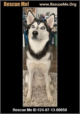 - Ohio Siberian Husky Rescue - ADOPTIONS - Rescue Me!