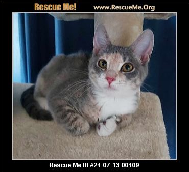 - Wisconsin Cat Rescue - ADOPTIONS - Rescue Me!