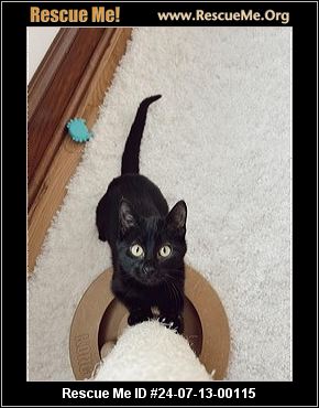 - Wisconsin Cat Rescue - ADOPTIONS - Rescue Me!