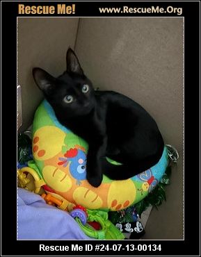 - Wisconsin Cat Rescue - ADOPTIONS - Rescue Me!