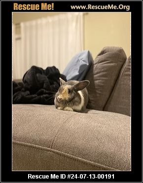 - Florida Rabbit Rescue - ADOPTIONS - Rescue Me!